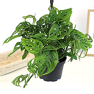 6" Swiss Cheese Plant Monstera Adansonii Live Plant Hanging Basket, Swiss Cheese Monstera Plant Live House Plants Indoors Live Plants Indoor Plants Live Houseplants Live Indoor by Plants for Pets