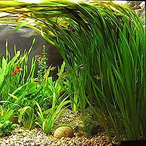 Jungle Vallisneria Spiralis Rooted Easy Background Live Aquarium Plants Decorations 3 Days Live Guaranteed by Mainam