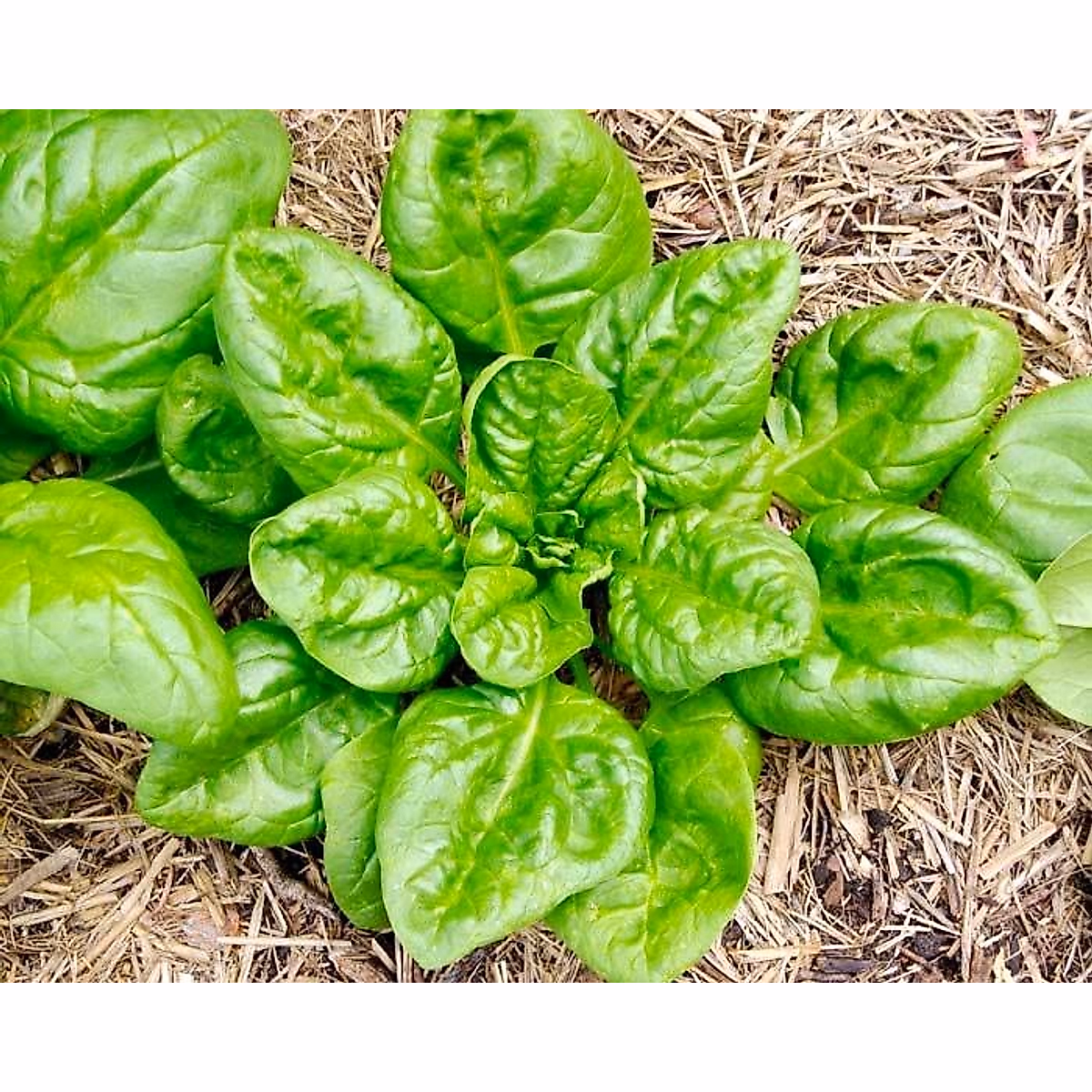 Giant Spinach Herb Garden Seeds for Planting About 100 Seeds