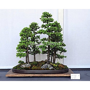 Bonsai seeds 50 pcs Japanese White Spruce Pine, Pinus parviflora, Tree Seeds Bonsai Evergreen DIY Home gardening