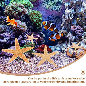 SEWACC 100pcs Ocean Beach Natural Seashells Sea Stars Nautical Fish Tank Aquarium Decor Table Scatter Vase Fillers for Christmas Tree Ornament Wedding