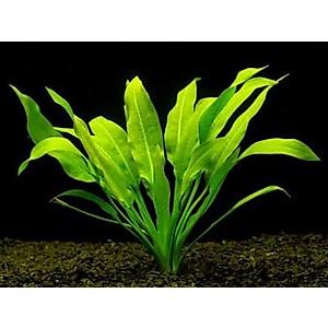 Echinodorus Bleheri | Amazon Sword Paniculatus Potted Live Aquarium Plants for Aquatic Freshwater Fish Tank by Greenpro