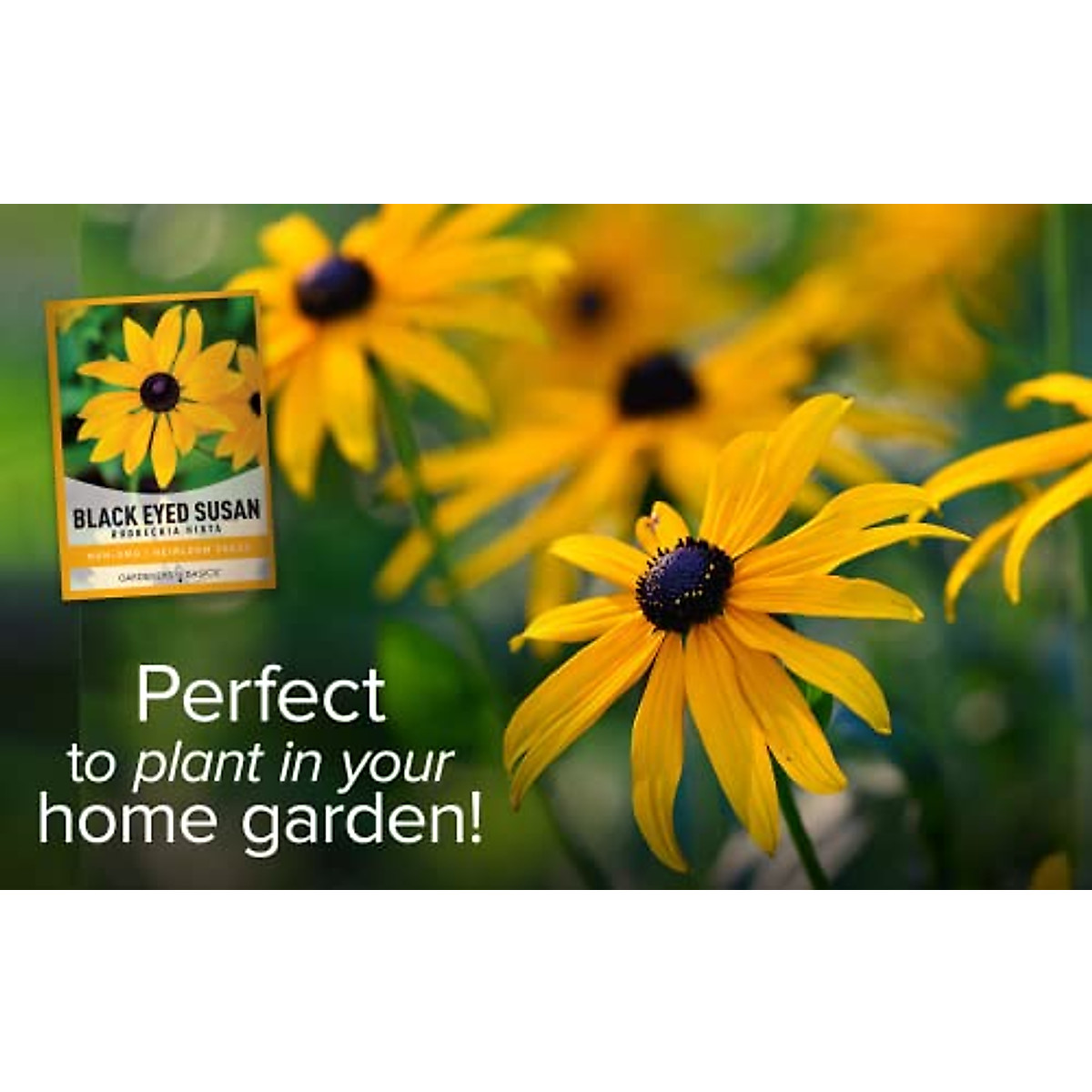 Black Eyed Susan Seeds for Planting - Rudbeckia Hirta Flower Seeds for Cut Flower Gardens Beautiful Yellow and Black Flowers to Grow in Your Garden by Gardeners Basics