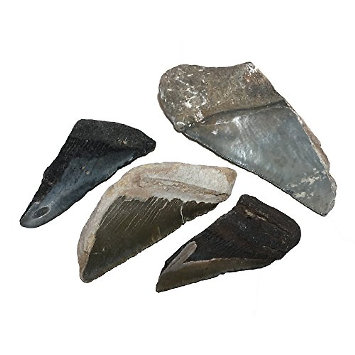 Fossil Megalodon Shark Tooth specimens (Half-Pound).Over 2 Million Years Old, These Fossils Excite Young and Old Earth Science Enthusiasts as They Literally Hold History in Their Hands.