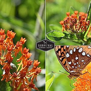 Butterfly Milkweed Seeds for Planting - 3 Packs with Instructions to Grow Asclepias Tuberosa - Attract Butterflies & Help Conservation - Non-GMO Heirloom Open-Pollinated - Survival Garden Seeds