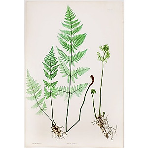 Lastrea spinulosa [Prickly Buckler Fern]