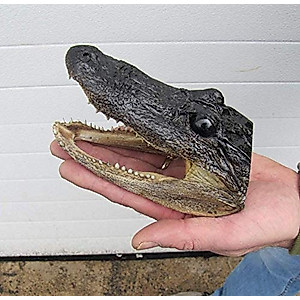 Pen Kit Mall - Taxidermy American Alligator Head (6-7 Inch) Authentic Florida Wildlife Real Animal Reptile Skull