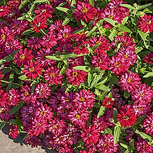 Outsidepride Zinnia Profusion Double Hot Cherry Heat & Drought Tolerant Garden Cut Flowers - 50 Seeds
