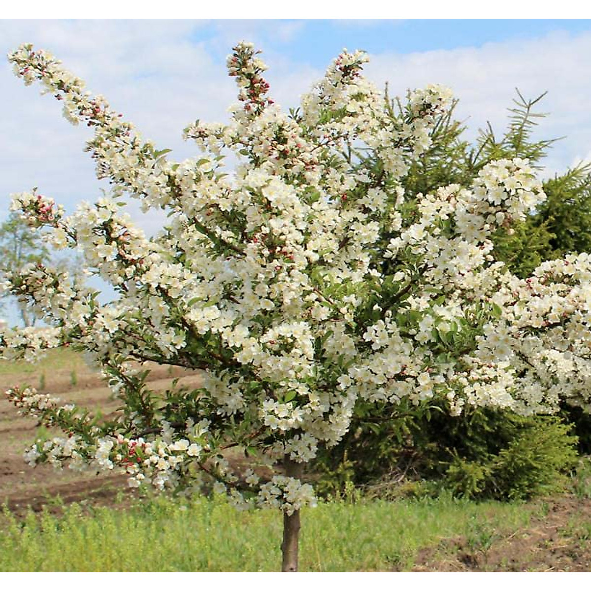 Malus sargentii (Sargent's Crabapple) Tree Seed, Fragrant White Flowers, Small, Dark red, Persistent Fruits, You Choose The Quantity (1 Pack)