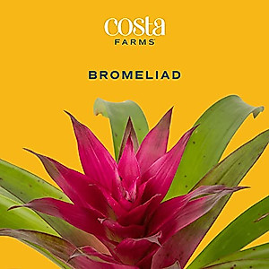 Costa Farms Bromeliad Live Plant, Live Indoor Flowering Plant, Houseplant Potted in Nursery Grower Pot Planter with Potting Soil Mix, Tabletop Room Decor, Grower's Choice, 12-Inches Tall