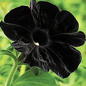 QAUZUY GARDEN 100 Seeds Rare Petunia Seeds Black Cat Petunia Flower Seeds Beautiful Perennial Annual Petunia Plant Seeds- Easy to Grow& Maintain