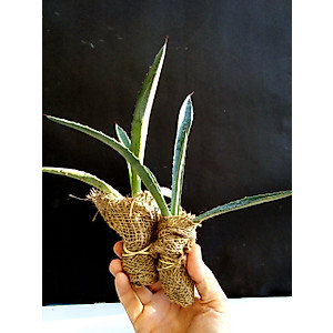 Agave Americana - Blue Agave - 2 Plants in Big Size