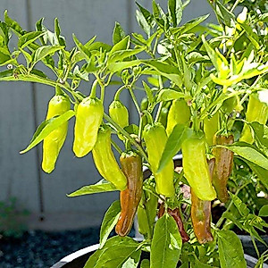 Golden Greek Pepperoncini Hot Pepper Seeds - A Perfect Addition to Greek Salads.(25 - Seeds)
