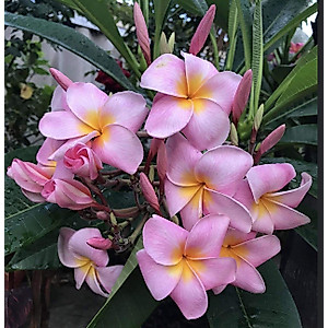 Hawaiian Pink Plumeria Frangipani 1 Cutting DL9