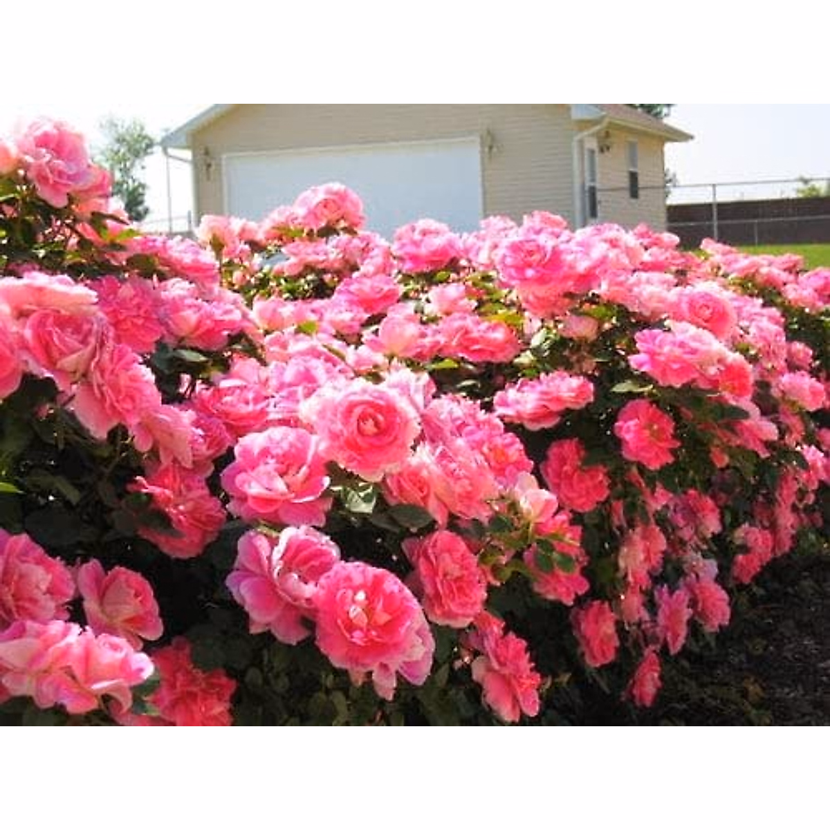 30 Rare Seeds-Pink Carefree Wonder Shrub Rose Seeds#1114-Authentic Seeds-Flowers-Rose-Herb Seeds-Vegetable Seeds-Mix Seeds for Plant-B3G1