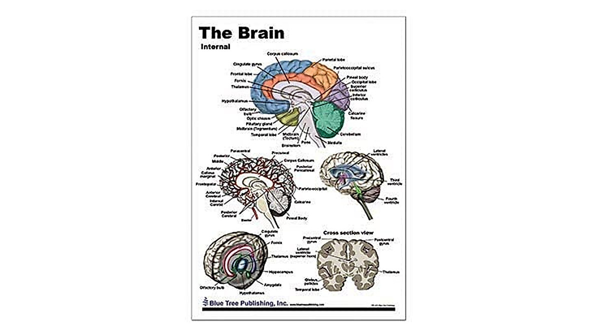 Brain Anatomical Chart - Double-Sided, Laminated & Dry Erase