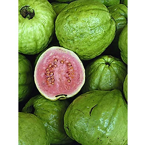Pink Guava Plant - Psidium Guajava - Live Plant
