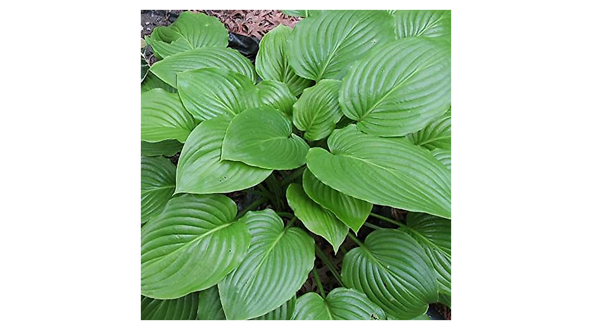 Heirloom Hosta Flower Seeds: High Germination for Garden & Patio