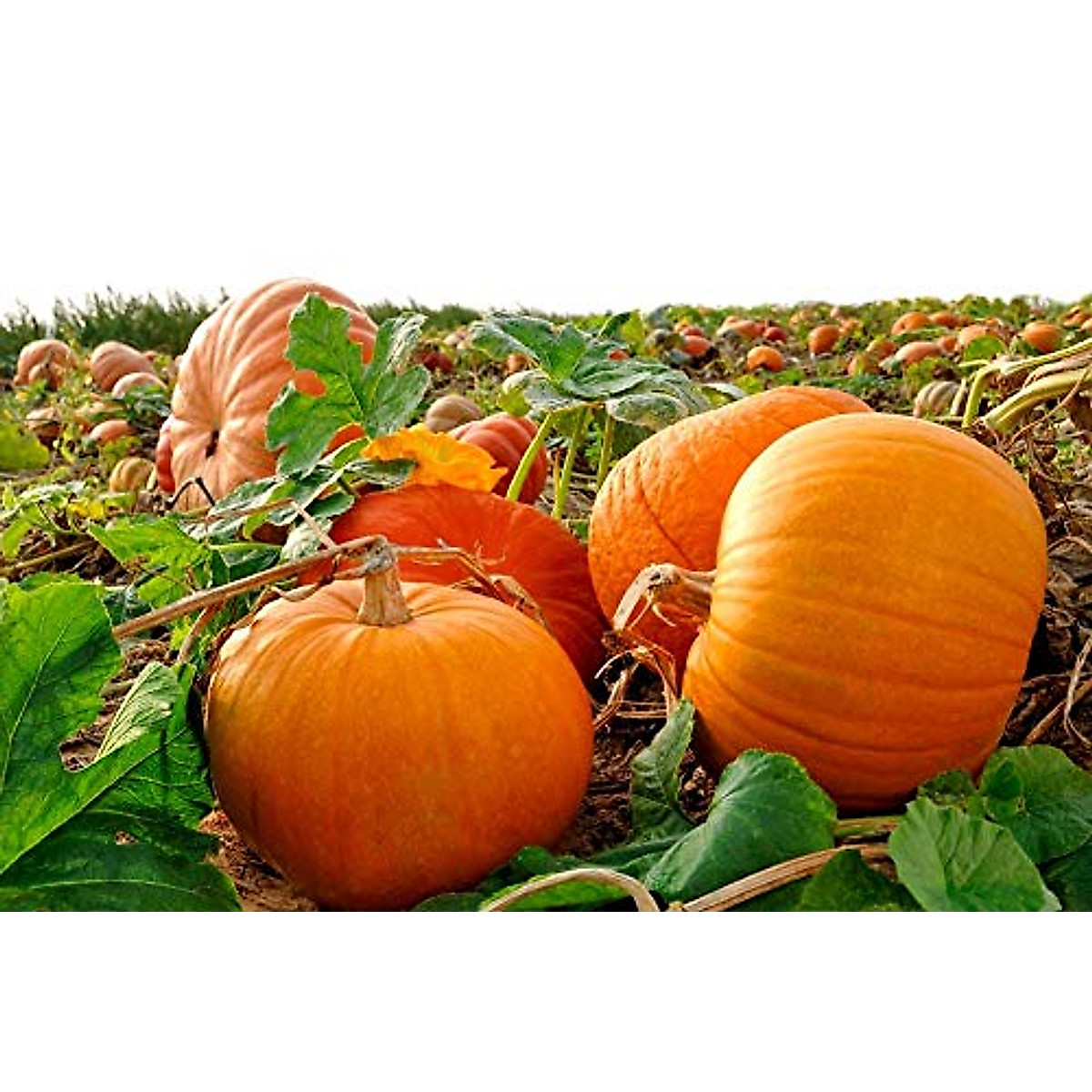 Giant Pumpkin Titan 10 Seeds for Planting Large Oversized Squash Gourd Non-GMO
