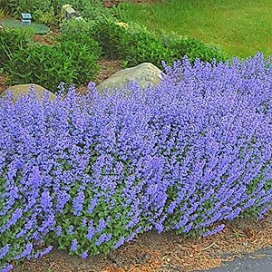 Catmint Seeds- 'Blue Wonder'-(Nepeta Mussinii)-Compact, Heat Tolerant,Perennial,Hardy,Excellent Groundcover! 25 Seeds-QAUZUY GARDEN