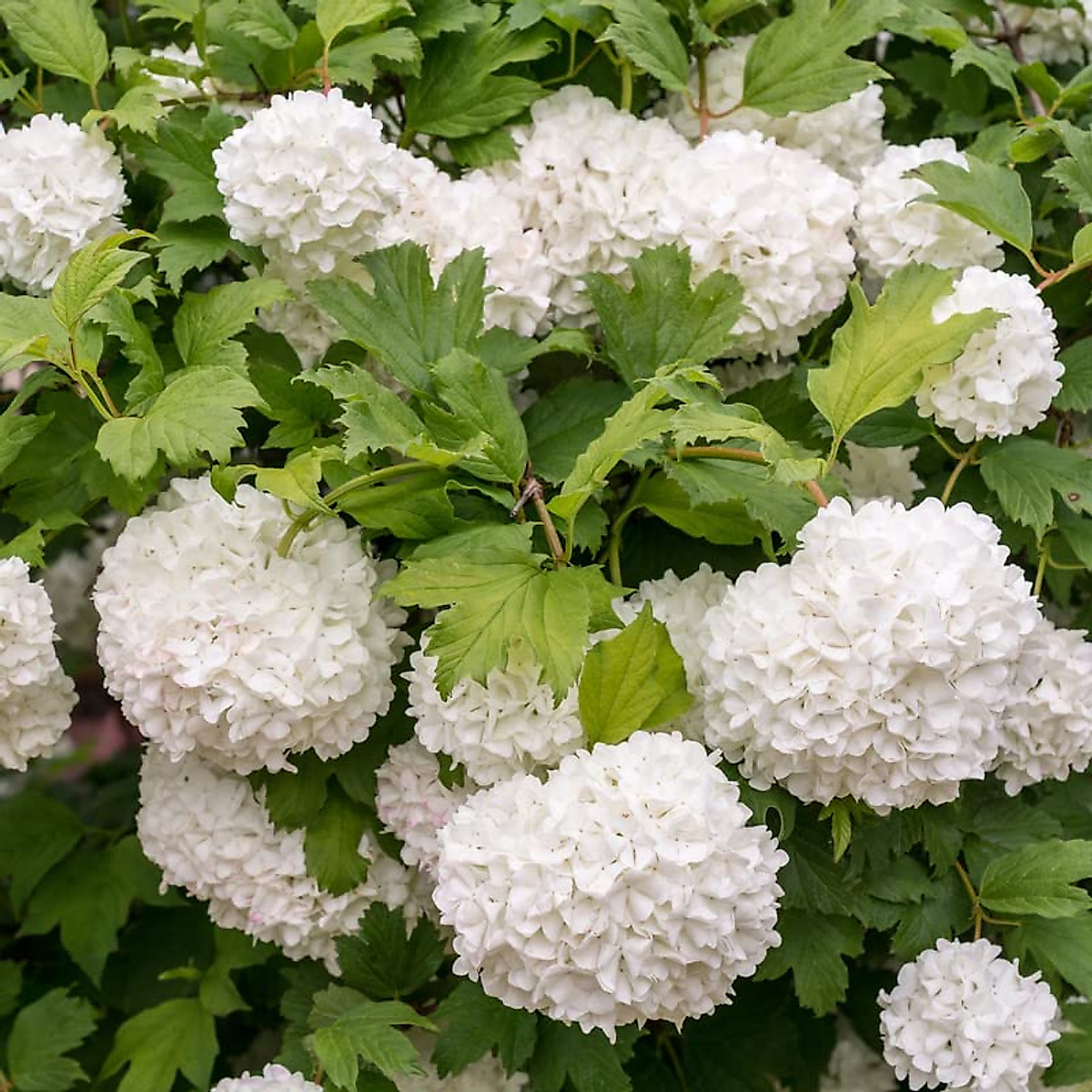 Old Fashion Snowball Viburnum Plant Live from 6 to 12 Inc Height 4 Inc Pot, Japanese Viburnum Shrub
