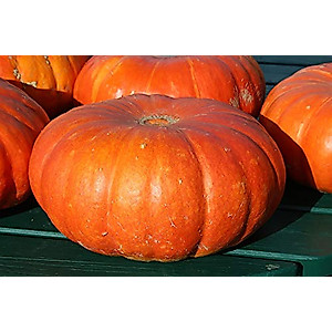 Mixed Pumpkin Seeds for Planting “Classic Mix” – Orange and Orange-Tinted Pumpkins in a Variety of Sizes and Shapes | Heirloom Seeds by Liliana's Garden |