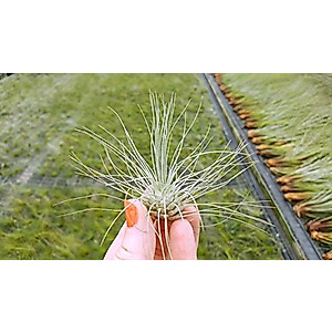 The Drunken Gnome AIR Plants – FUCSHII – 5 Pack - air Purifying Flowering Tillandsia for Terrarium, Fairy Garden Starter kit, Home Office, Indoor Outdoor, Corporate Gift (5 Pack)