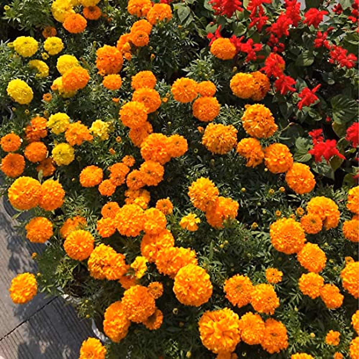 2000+Marigold Seeds for Planting Outdoors in Garden & Outdoor，Marigold Seeds Bulk Packets,Marigold Seed Mix Yellow and Gold Color