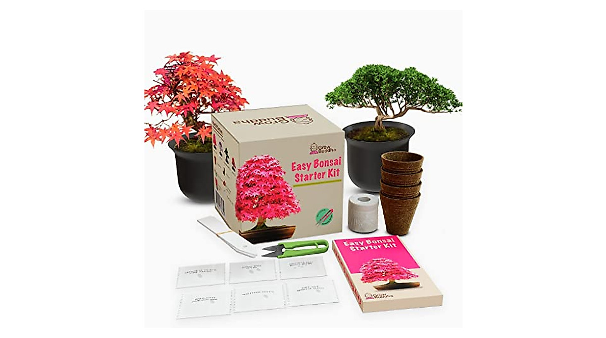 Grow Your Own Bonsai kit | Tree Plants & Seeds | Crafts Hobby Kits ...