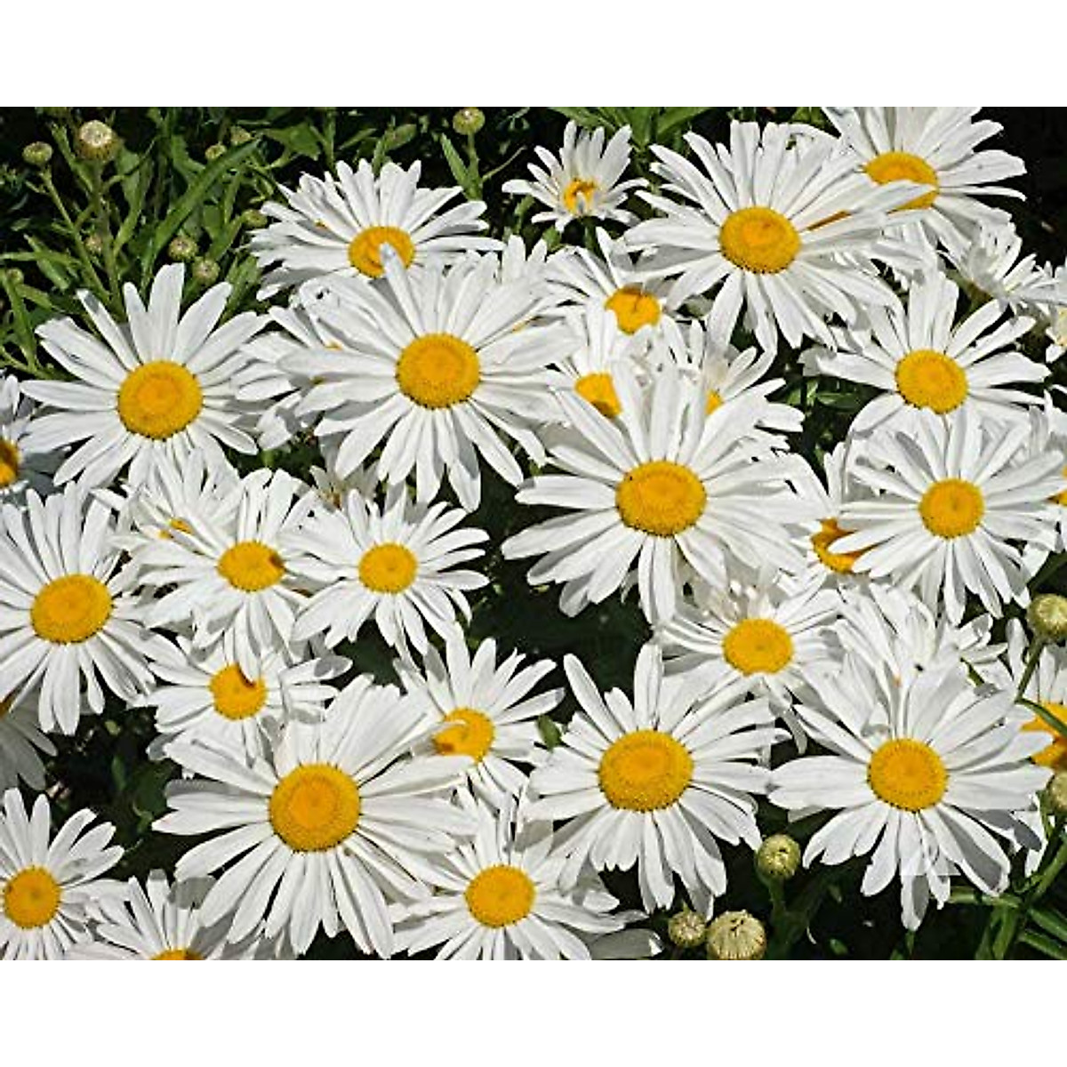Shasta Daisy Seeds, Perennial Flower, 5000 Seeds by Seeds2Go