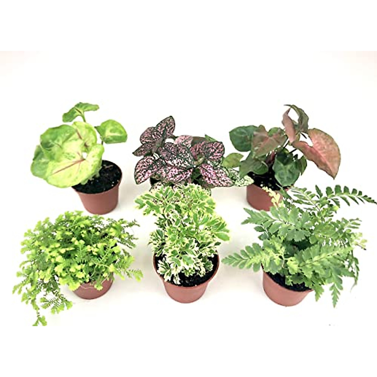 Mini Terrarium Plants (6 Plants) (2" Pots) Fairy Garden Plants Assorted Varieties