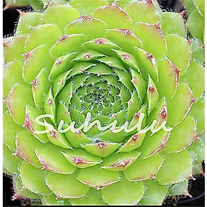 200 Pcs Sale!Hens And Chicks Succulent Mix Seeds (Sempervivum Hybridum) Bonsai Plant Flower Seeds For Home Garden 16