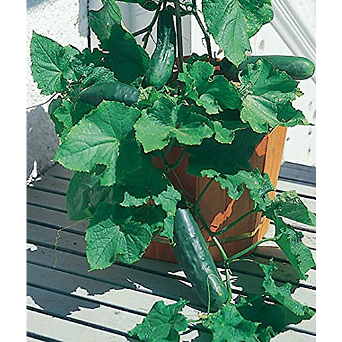 David's Garden Seeds Cucumber Slicing Spacemaster 9321 (Green) 50 Non-GMO, Heirloom Seeds