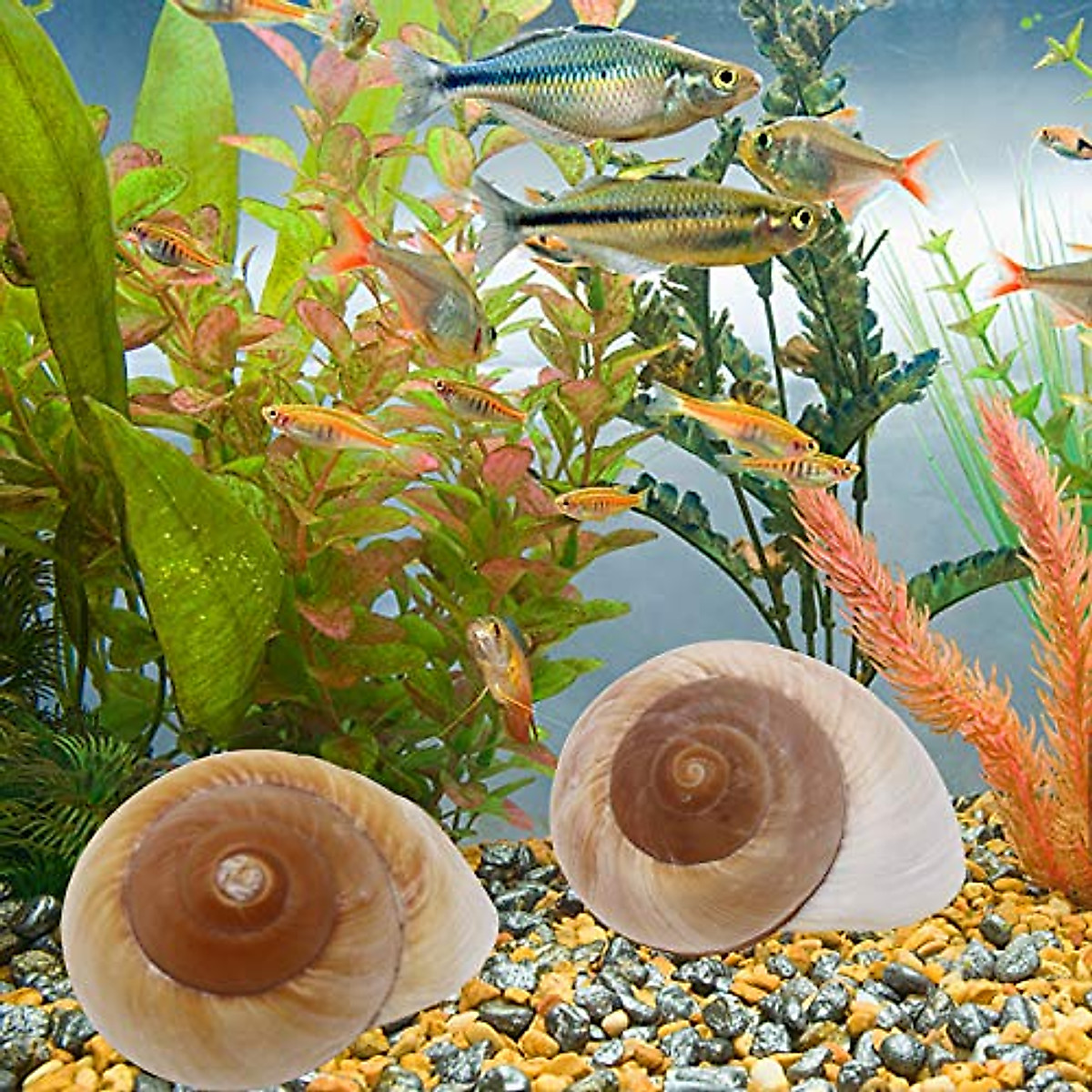 4 Pack Large Hermit Crab Shells, Muffin Snail Shells | Turbo Shells | Giant Land Snail Shells | Hermit Crab House for Fish Tank Aquarium Decoration Beach Home Decor Wedding Centerpieces, 2.75"-3"