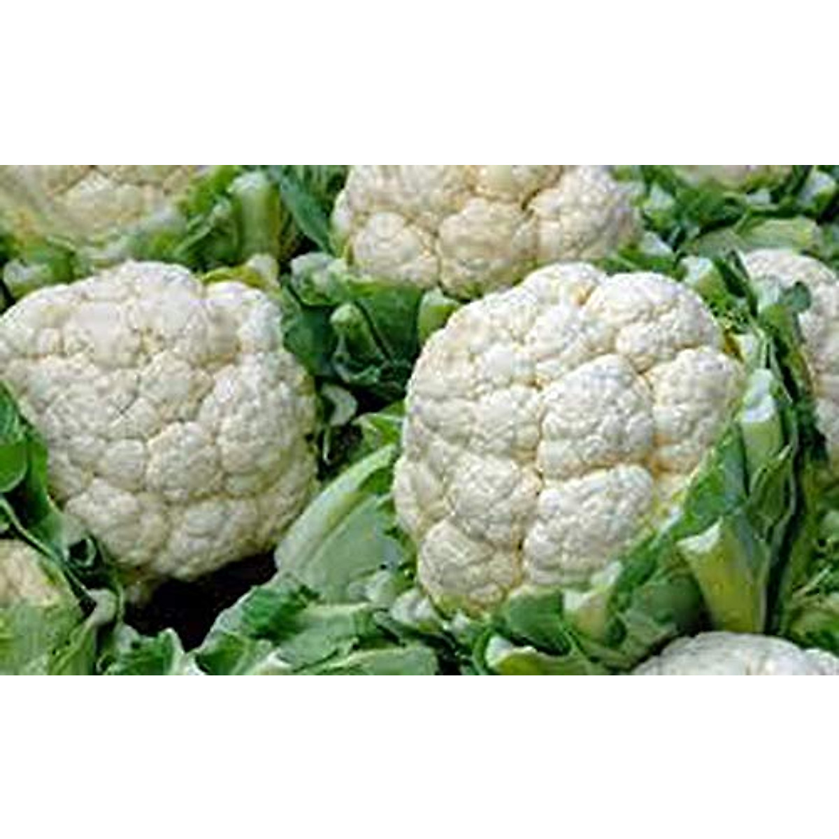 Cauliflower Seed, Snowball Y, Heirloom, Non GMO, 25 Seeds, Large, Delicious and Healthy