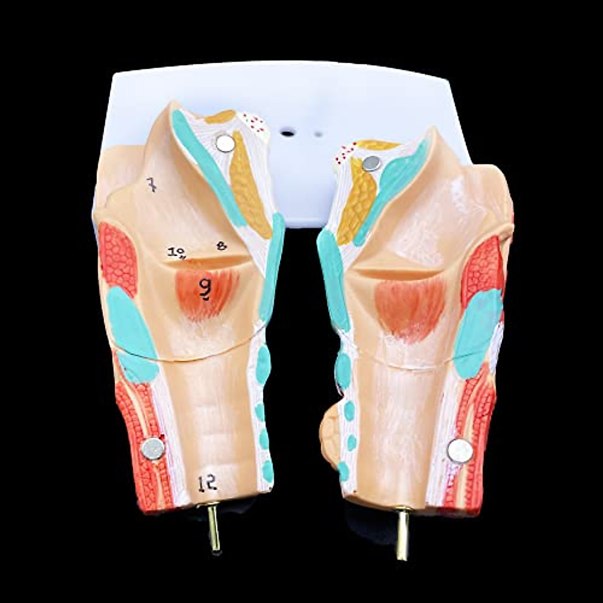 Human Throat Model Life Size, Anatomically Accurate Throat Model Human Throat Anatomy for Science Classroom Study Display Teaching Medical Model