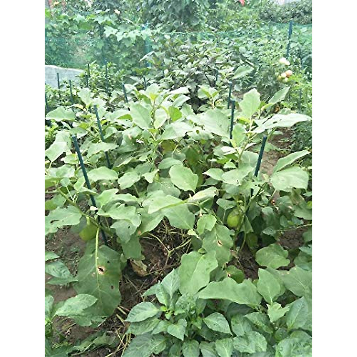 TINGYUAN Garden Stakes 48 Inches Steel Plant Stakes, Pack of 25