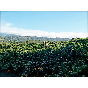 Fleur de Cafe Mountain Blossom Eau de Toilette 50 ml