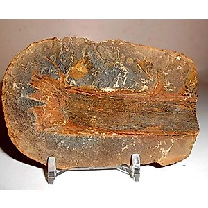 300 Million Yr Old Fern Fossil from Mazon Creek, Illinois w/Free Display Stand, Fact Sheet & 2nd Fossil