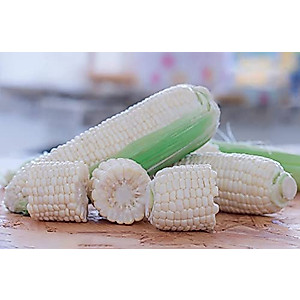 200+ Corn Seeds for Planting (4 Varieties) Glass Gem Corn, Sweet Corn, Silver Queen Corn, red Corn Non-GMO Heirloom, 90% Germination Rates Open Pollinated