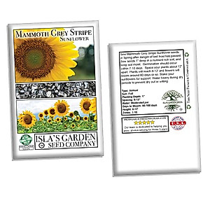 Mammoth Grey Stripe Sunflower Flower Seeds, 50+ Heirloom Seeds Per Packet, (Isla's Garden Seeds), Non GMO Seeds, Botanical Name: Helianthus annuus