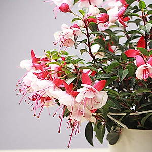 200PCS Fuchsia Seeds Fuchsia Flower Seeds for Planting Non GMO Heirloom Garden Seeds Outdoor Indoor (Mix Color)