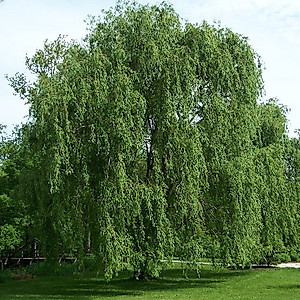 Willow Tree Bundle - 10 Fast Growing Aussie Willow Trees + 4 Weeping Willow Trees + 2 Corkscrew Willow Tree - Ready to Plant - Indoor/Outdoor Live Tree Plants - Fast Privacy and Unique Look all in One
