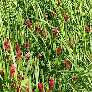 Outsidepride Gardenway Garden Cover Crop Seed - 5 LBS