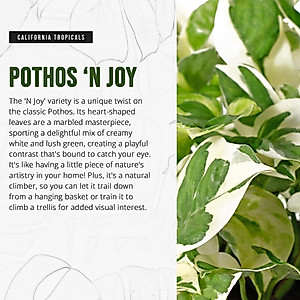 California Tropicals Pothos 'N Joy - 4" Live Plant - Variegated White and Green Leaves - Easy to Care for - Perfect for Indoor and Outdoor Home Decor, Office, and Gift - Pot Included