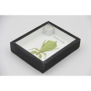 TAXIBUGS Leaf Insect Phylium Sicipholium Genuine Bug Green Brown Taxidermy Butterfly Insect Box Framed Display (Black Wooden Box)