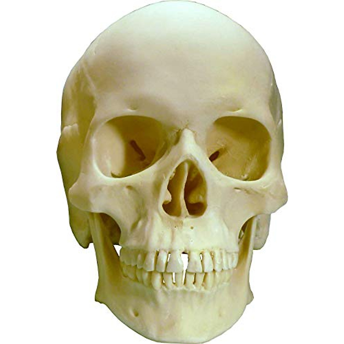 Life-Size Human Skull Anatomy Medical Studies Replica, Model 3093001