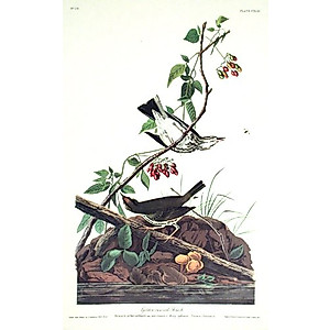 Golden-crowned Thrush. From"The Birds of America" (Amsterdam Edition)