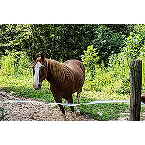 SGT Knots High Visibility Electric Fence Poly Tape - Electric Twisted Poly Pro - Long Lasting 5 Stainless Steel Conductors (1/2" x 656ft, 1 Spool - White)