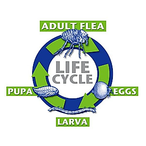 Flea Destroyer Beneficial Nematodes Steinernema Feltiae (SF) for Organic Natural Outdoor Lawn and Garden Flea, Grub Control, 10 Million Size in 16 oz Container